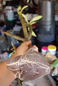 Bag Rooting Methods – Southern California Plumeria Society