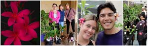Plumeria Festival – Southern California Plumeria Society